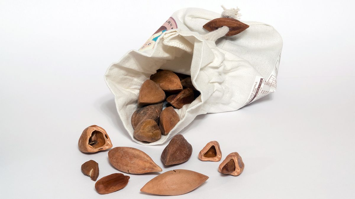 The Pili Nut Is a Nutritional Powerhouse Worth Cracking | HowStuffWorks
