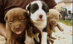 Why did Thomas Edison electrocute an elephant? | HowStuffWorks