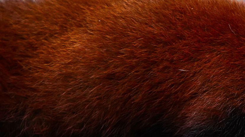 Can You Identify This Mammal From an Extreme Close-Up of Its Fur ...