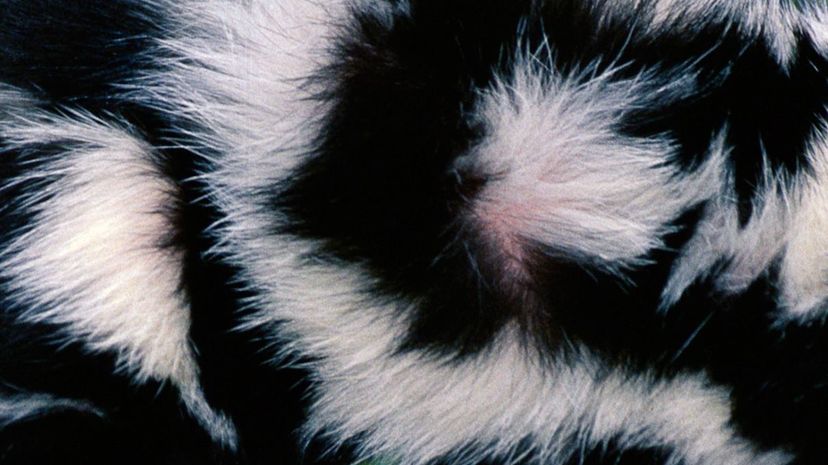 Can You Identify This Mammal From an Extreme Close-Up of Its Fur ...