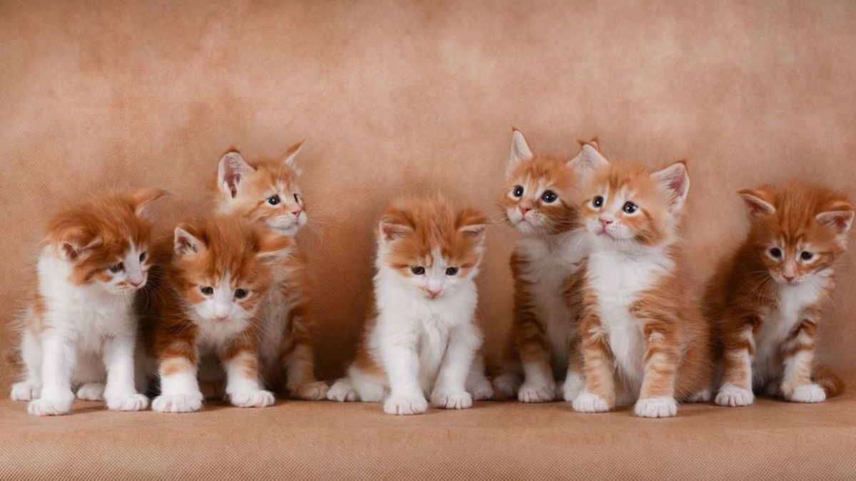 Tell Us How You Spend Your Time and We'll Tell You How Many Cats You ...