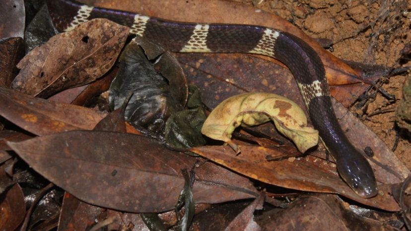 What Part of the World Do These Lethal Snakes Live In? | HowStuffWorks
