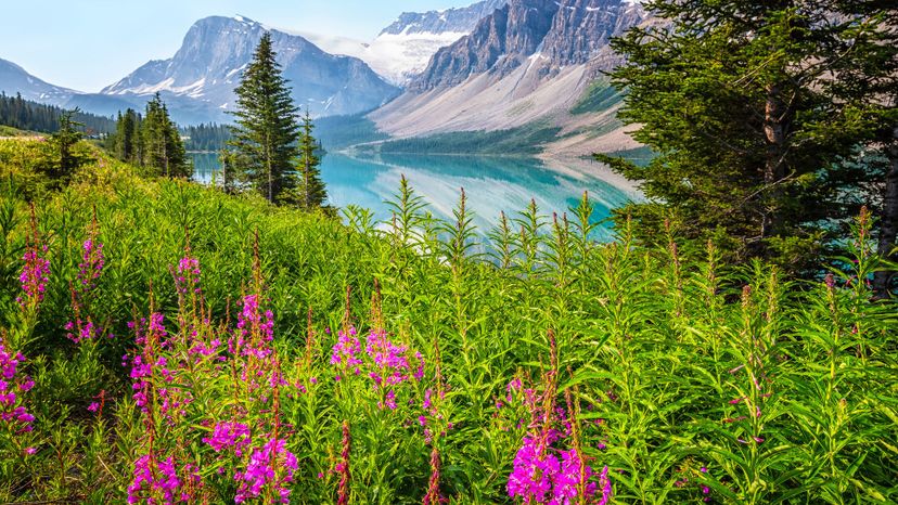 Can You Identify These Canadian Plants and Trees? | HowStuffWorks