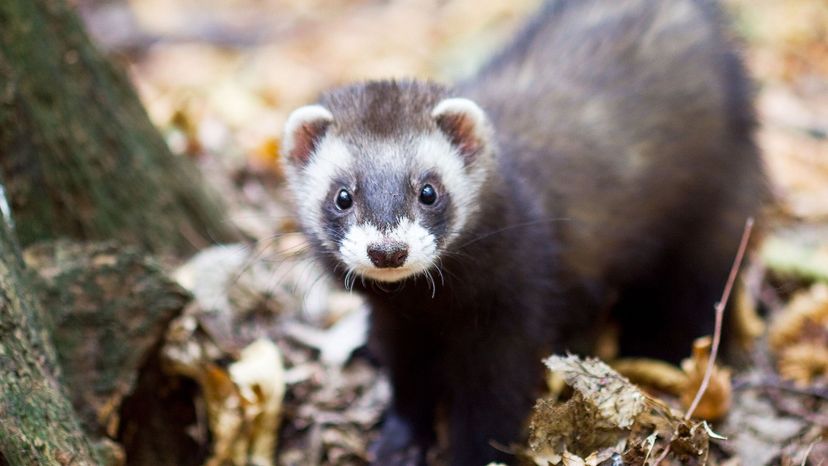 Can You Identify These New Zealand Mammals? | HowStuffWorks