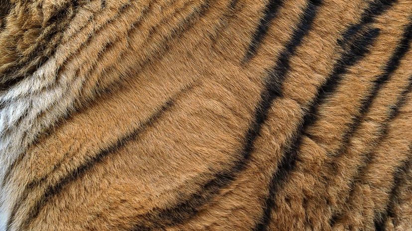 Can You Identify This Mammal From an Extreme Close-Up of Its Fur ...