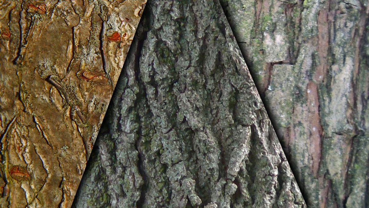 Identify Hardwood Trees By Bark
