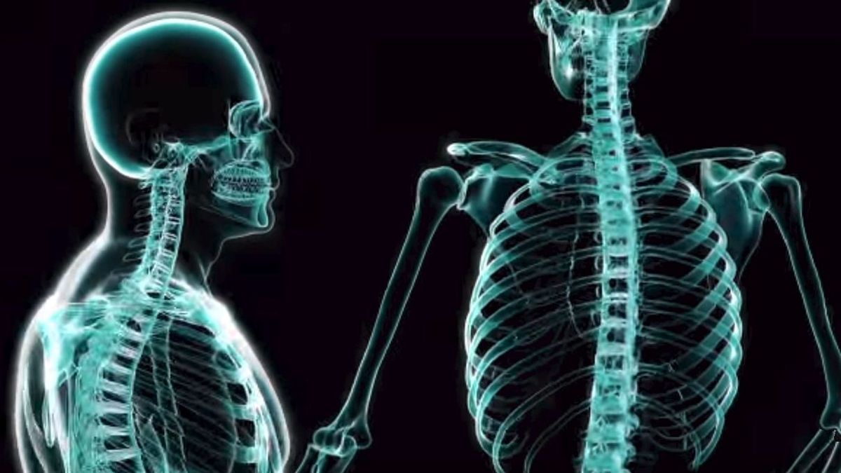 Can You Identify These Bones From an X-ray? | Zoo