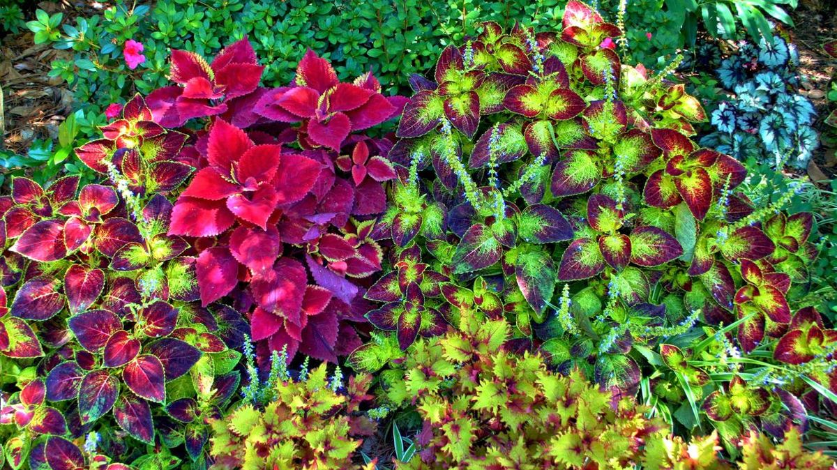 Can You Identify These Common Garden Plants? | HowStuffWorks