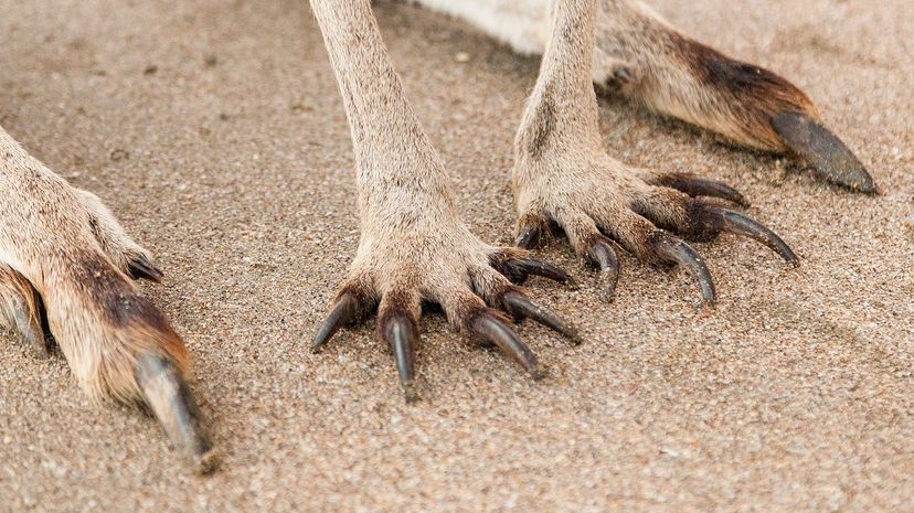 Can You Identify the Animal From Its Claws? | HowStuffWorks