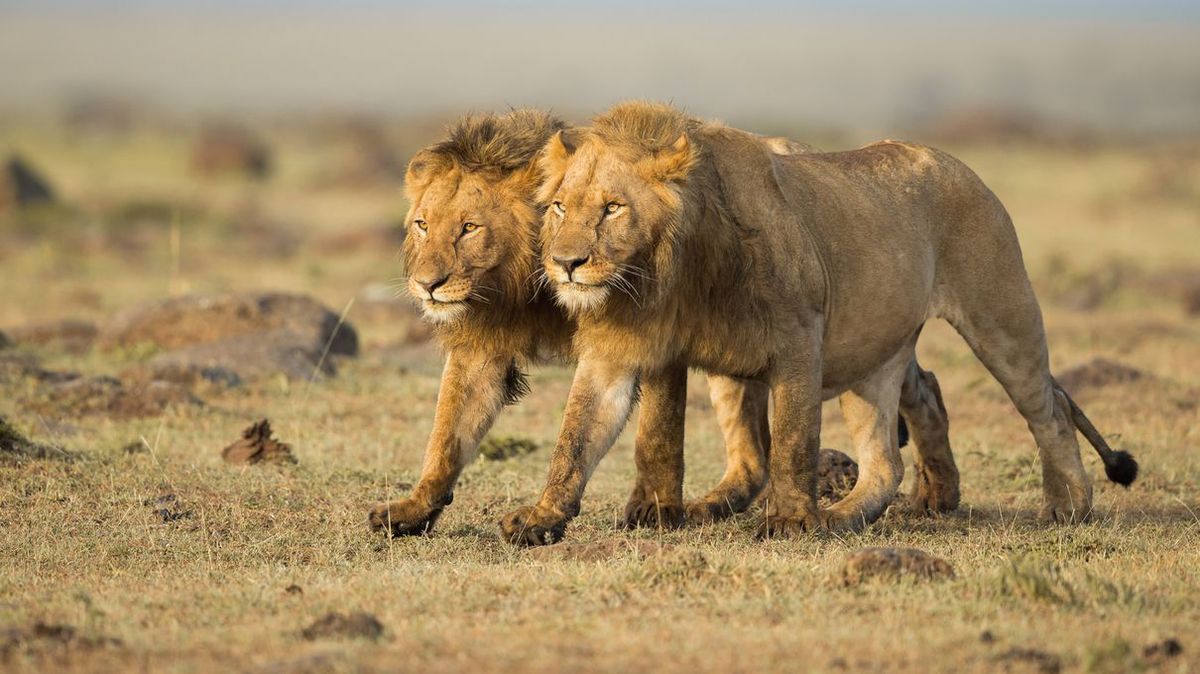 Can You Name All 40 of These Cats? | HowStuffWorks