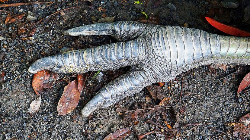 Can You Identify the Animal From Its Claws? | HowStuffWorks