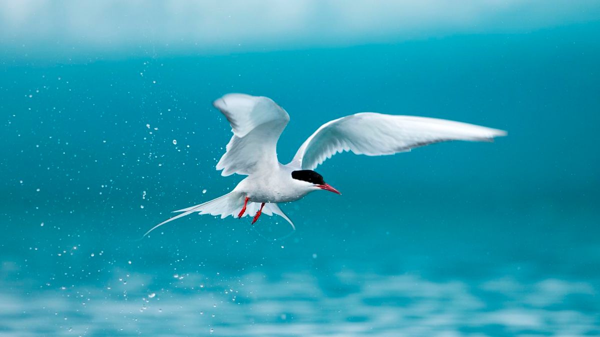 How Many Bird Species Can You Identify? | HowStuffWorks