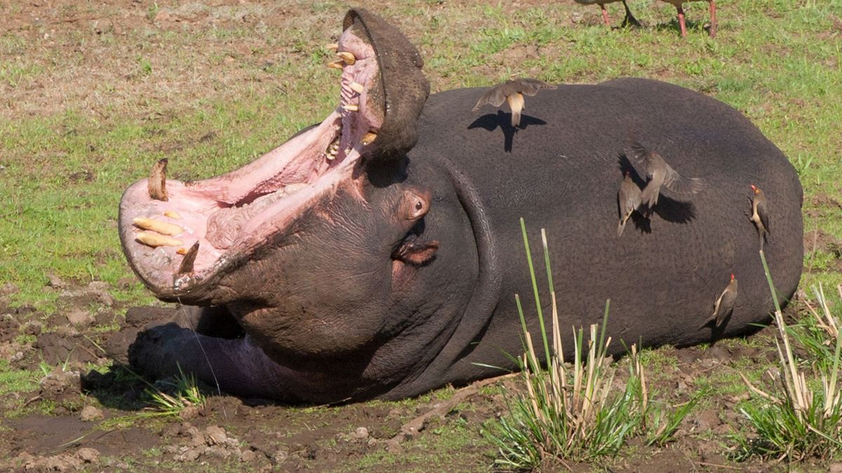 Which Killer Beast Reflects Your Dark Side? | Zoo