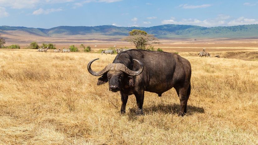 Can You Identify These Mountain Animals? | HowStuffWorks