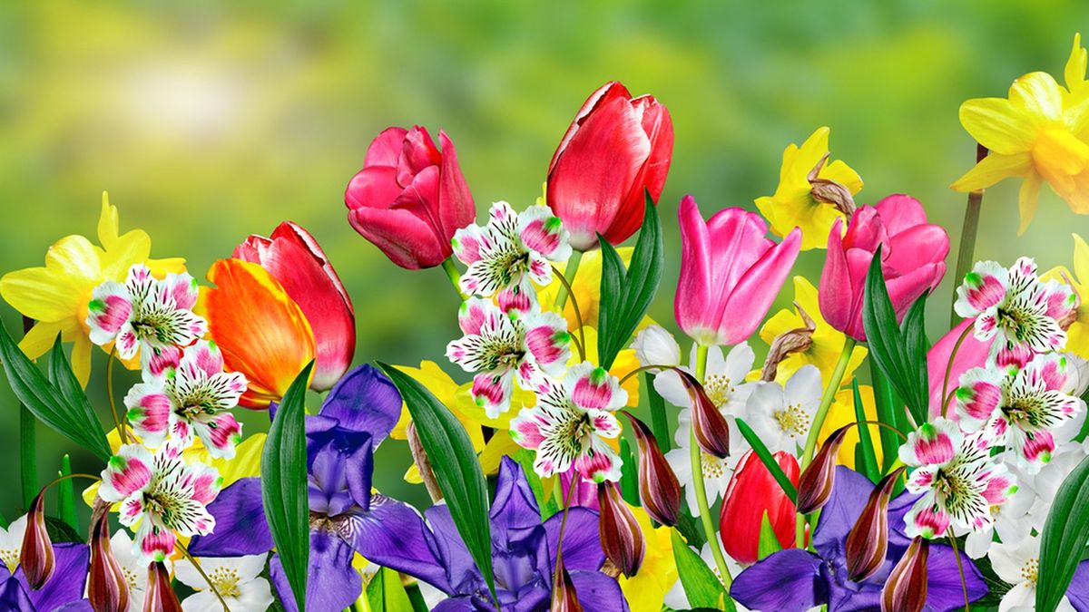 What Spring Flower are You? | Zoo