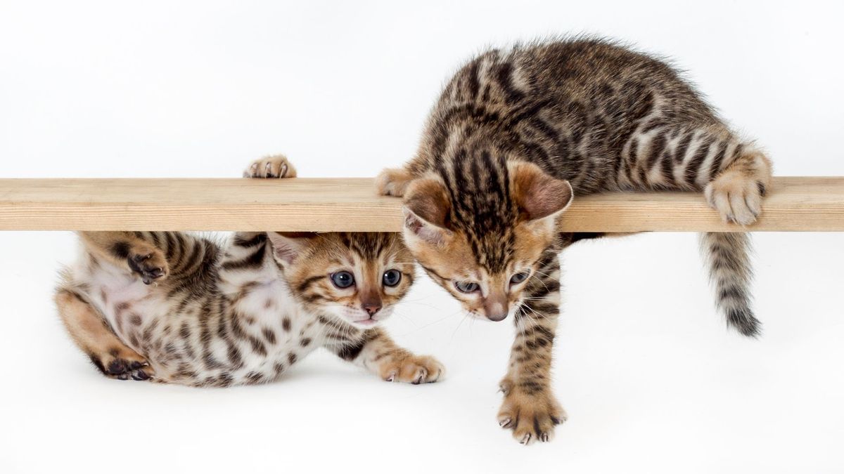 Which Cat Breed Are You? | HowStuffWorks