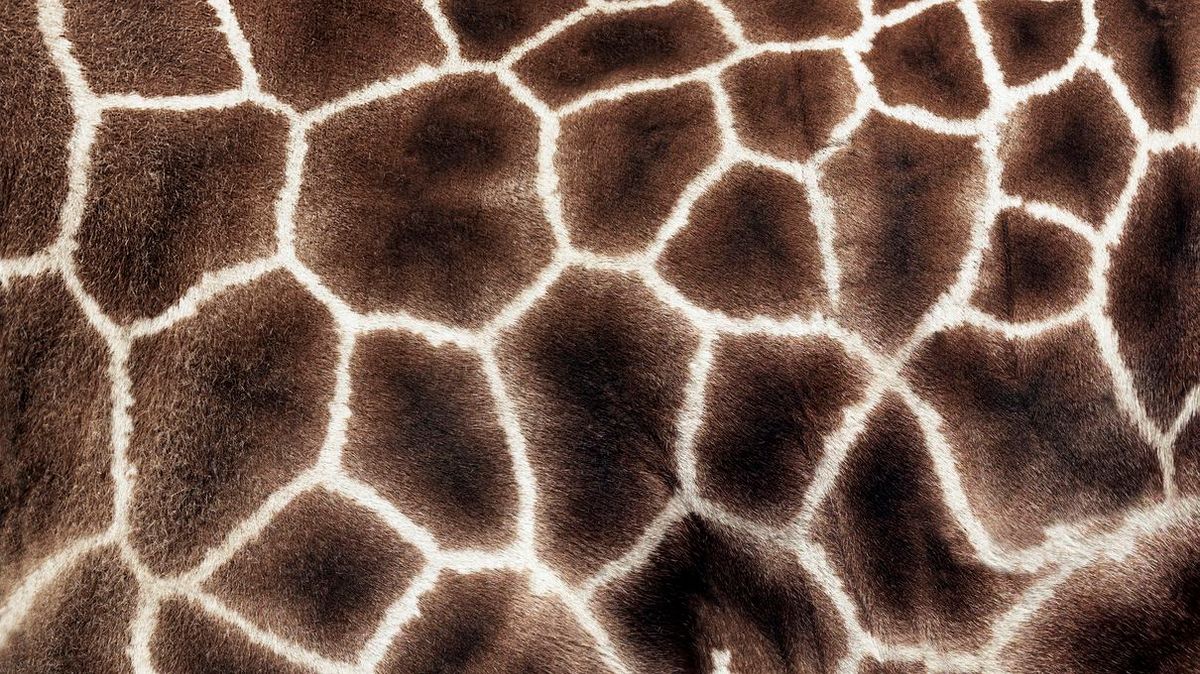 Can You Identify This Mammal From an Extreme Close-Up of Its Fur ...
