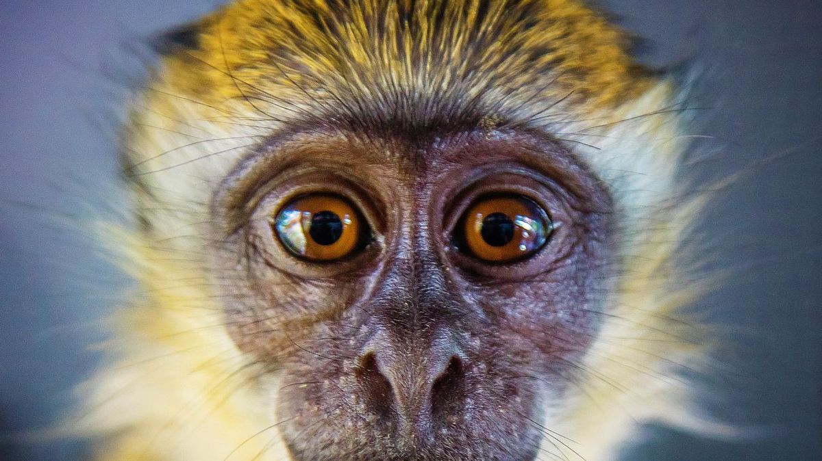 What Mischievous Animal Matches Your Dark Side? | Zoo