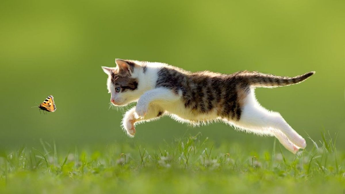 Can You Identify All of These 4-Legged Creatures? | Zoo