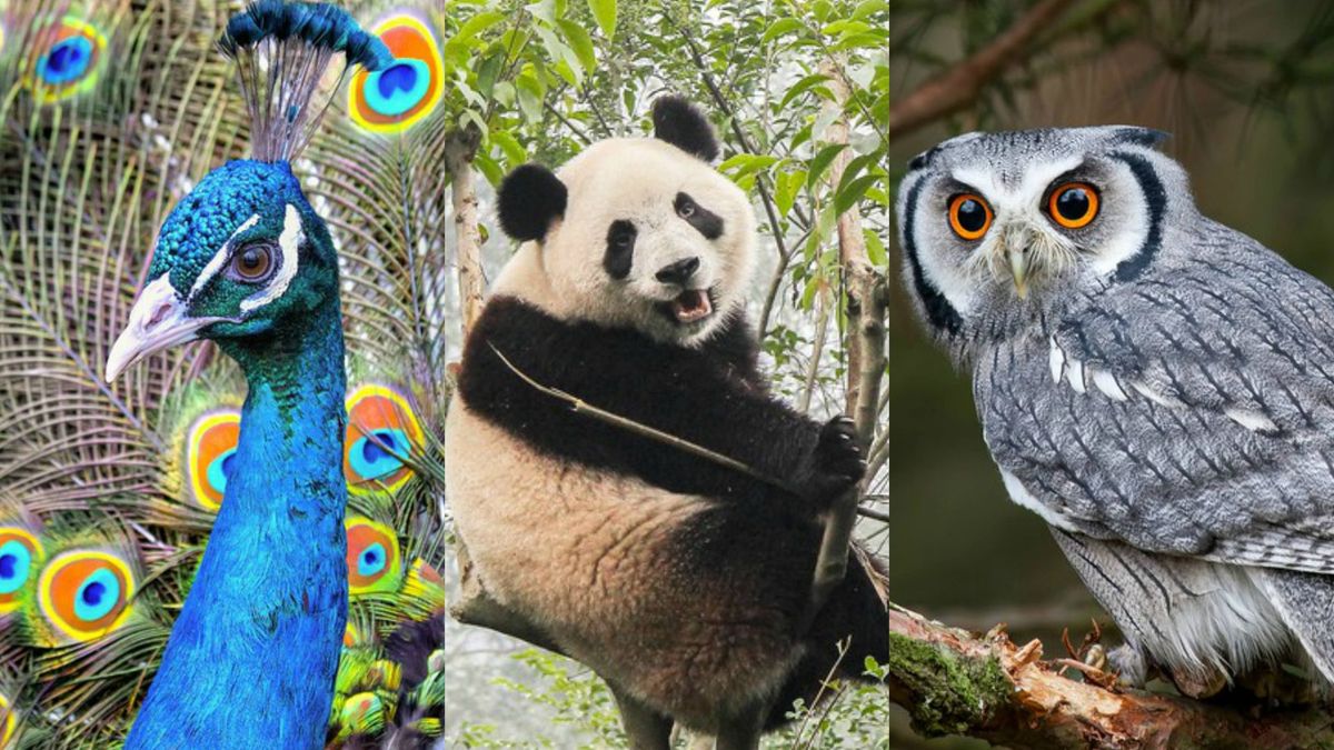 Which Animal's Personality Best Matches Yours? | Zoo