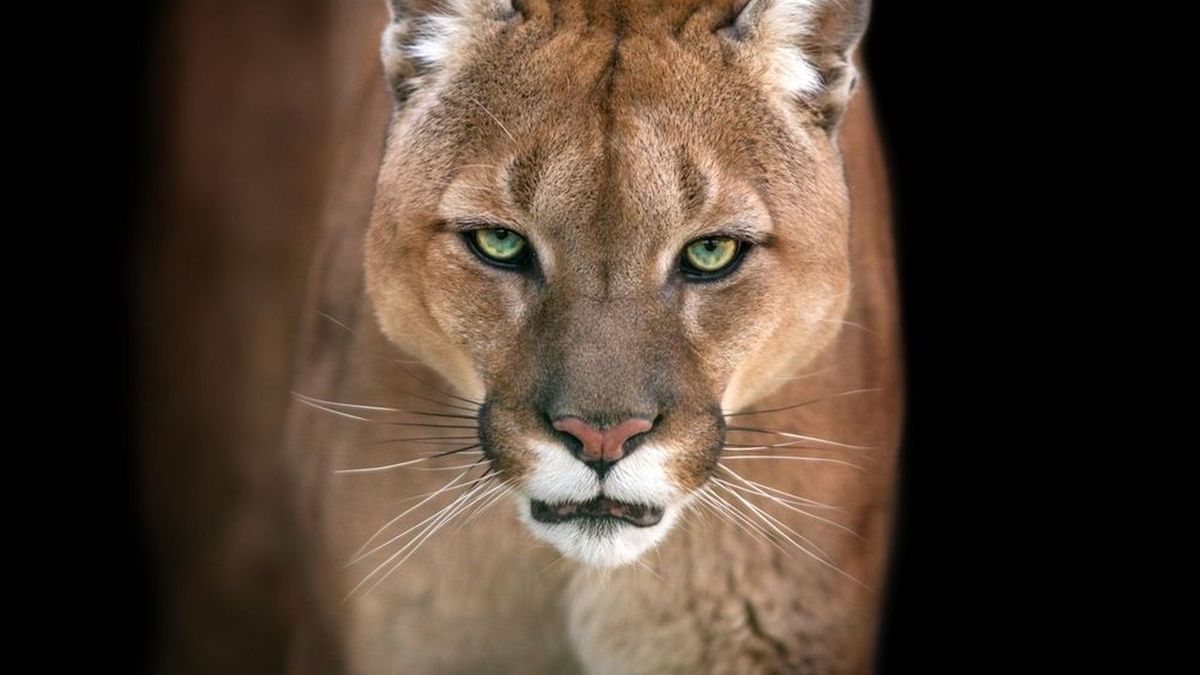 Can You Match the Predator to Its Prey? | HowStuffWorks