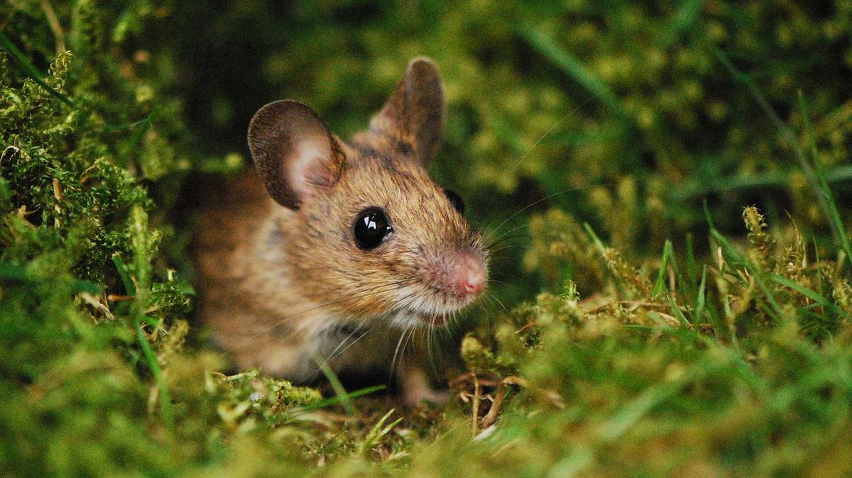 Can You Identify All of These Backyard Animals? | HowStuffWorks