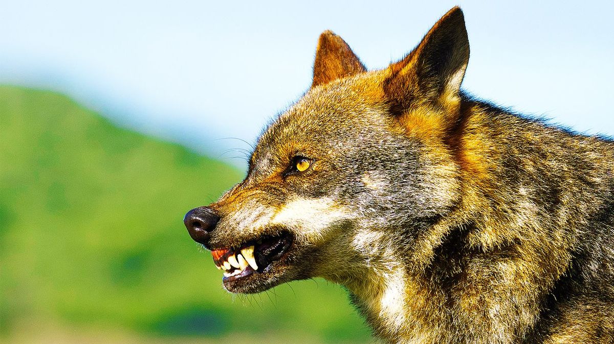 What Apex Creature Matches Your Dark Side? | Zoo