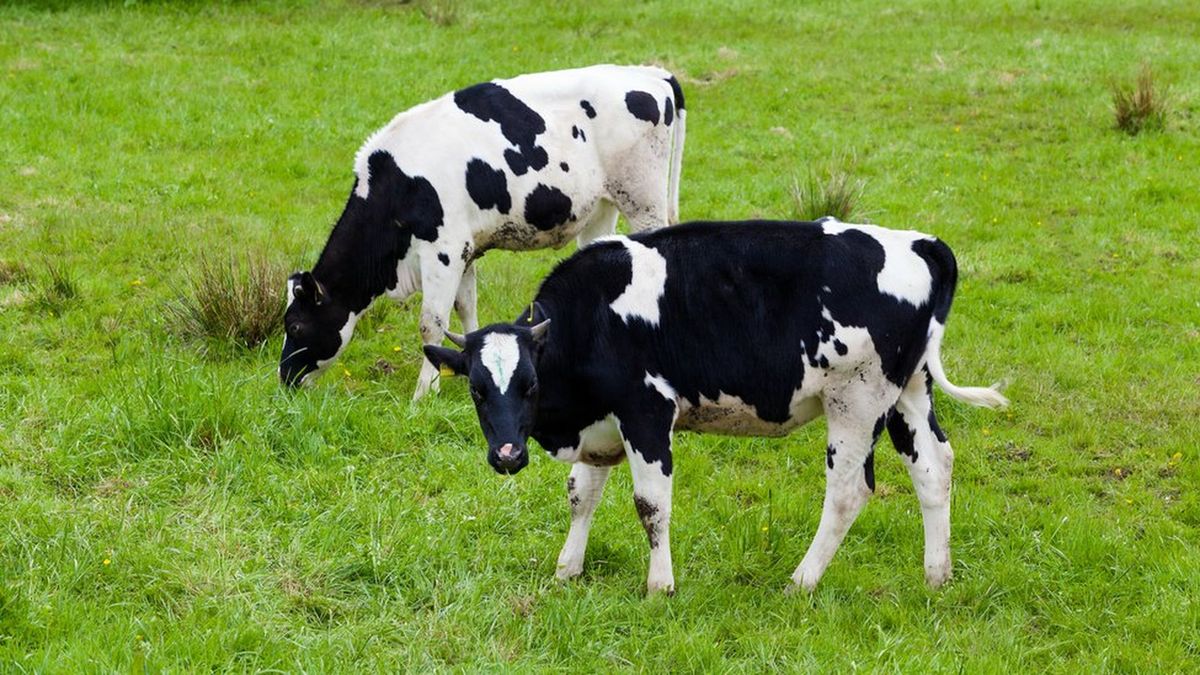 Can You Identify These Farm Animals? | Zoo