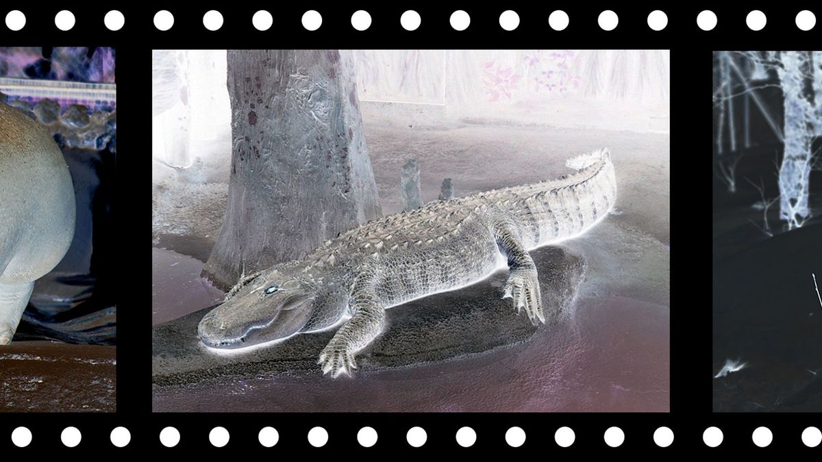 Can You Identify the Animal From a Negative? | Zoo