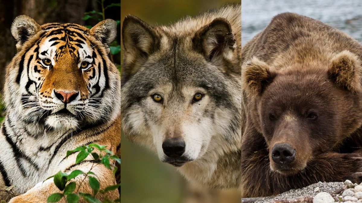 Myers Briggs Personality Animals