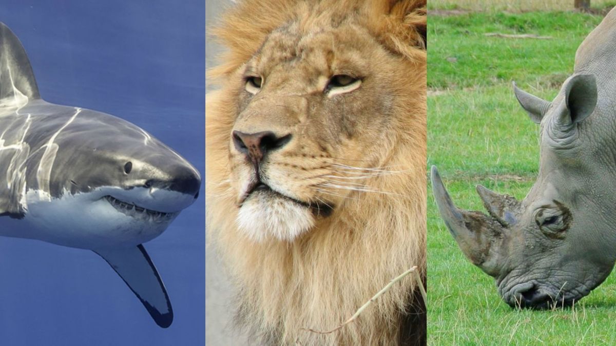 This Killer Beast Identification Quiz Is Really Hard, So We'll Be ...