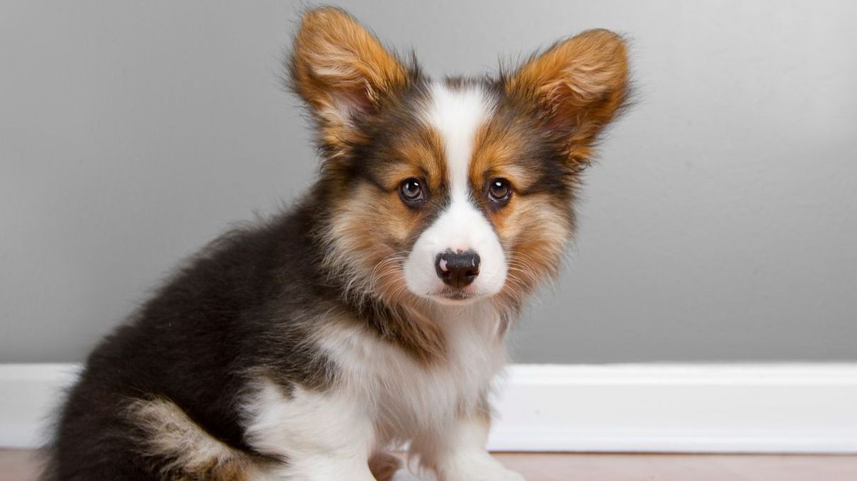 Can You Identify These Fluffy Animals? | Zoo