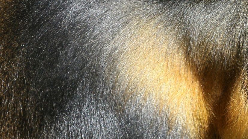 Can You Identify This Mammal From an Extreme Close-Up of Its Fur ...