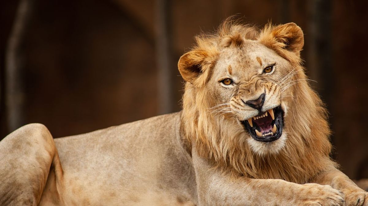 Are You Actually a Leo? | HowStuffWorks