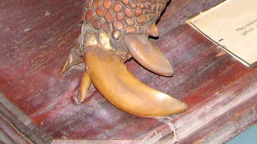 Can You Identify the Animal From Its Claws? | HowStuffWorks