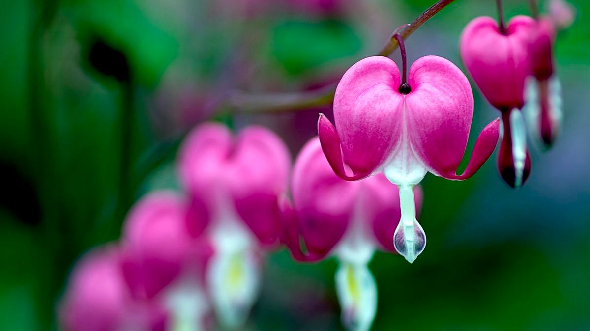 If Your Love Was a Flower What Would It Be? | HowStuffWorks