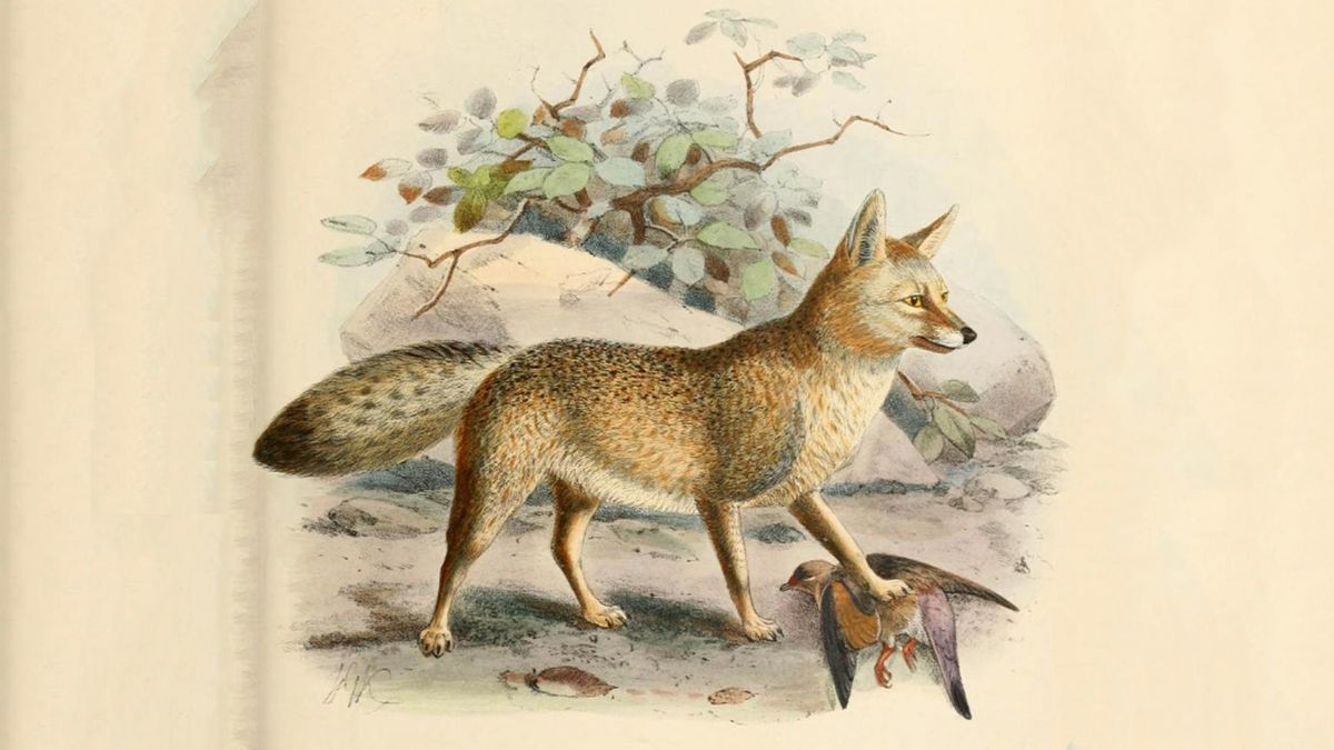 Which Spirit Animal Is Your Kindred Spirit? | Zoo