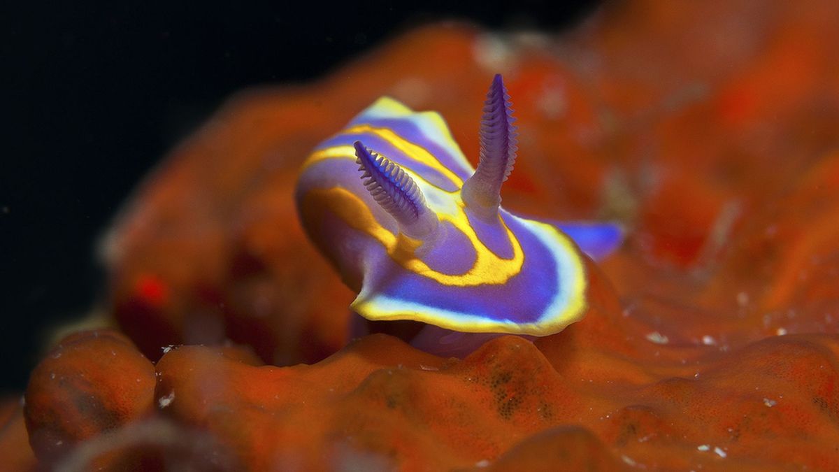 89% Of People Cannot Identify All Of These Spineless Creatures From An ...