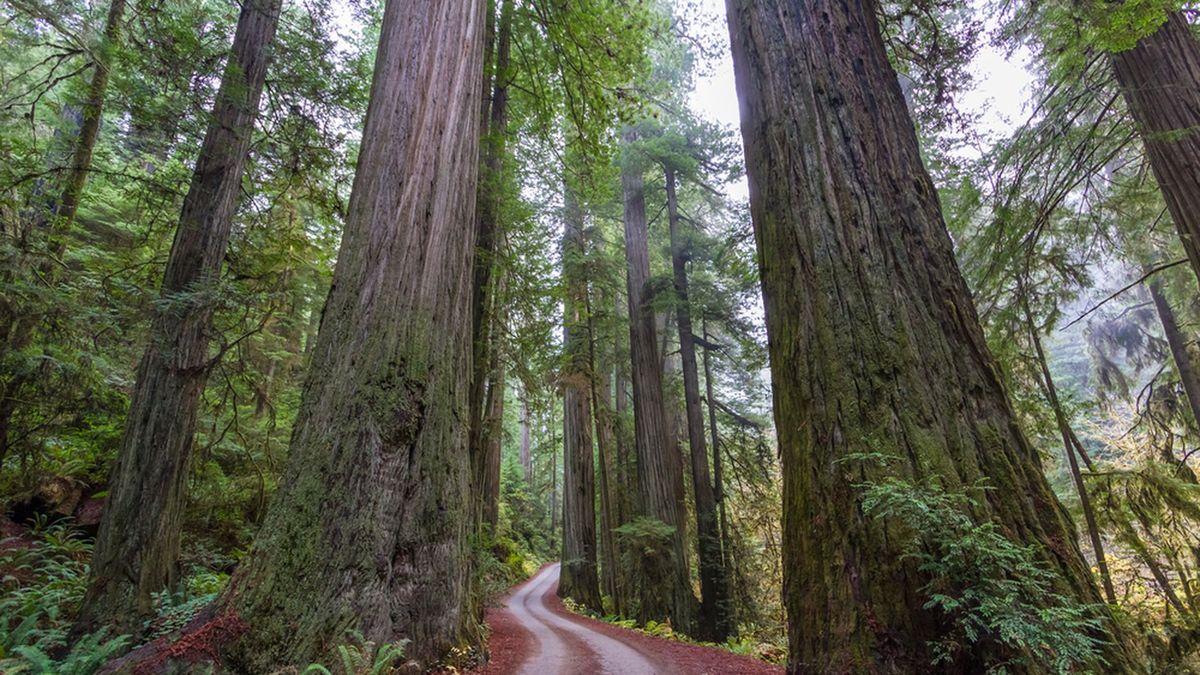 How Much Do You Know About Botany? | HowStuffWorks