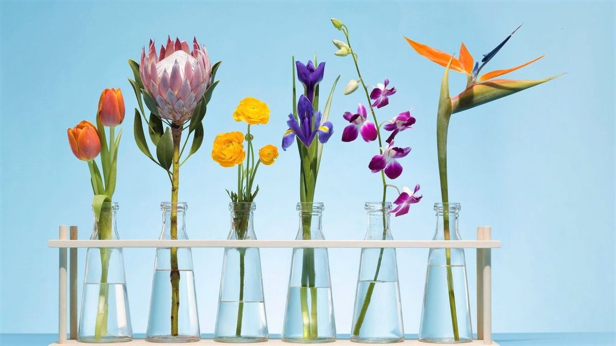 Can You Identify These 40 Flowers in Five Minutes? | HowStuffWorks