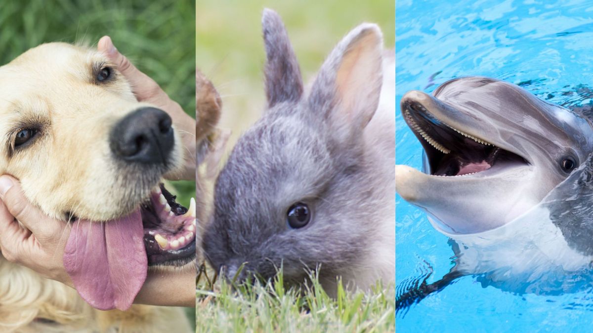 Can We Guess Your Favorite Animal? | HowStuffWorks