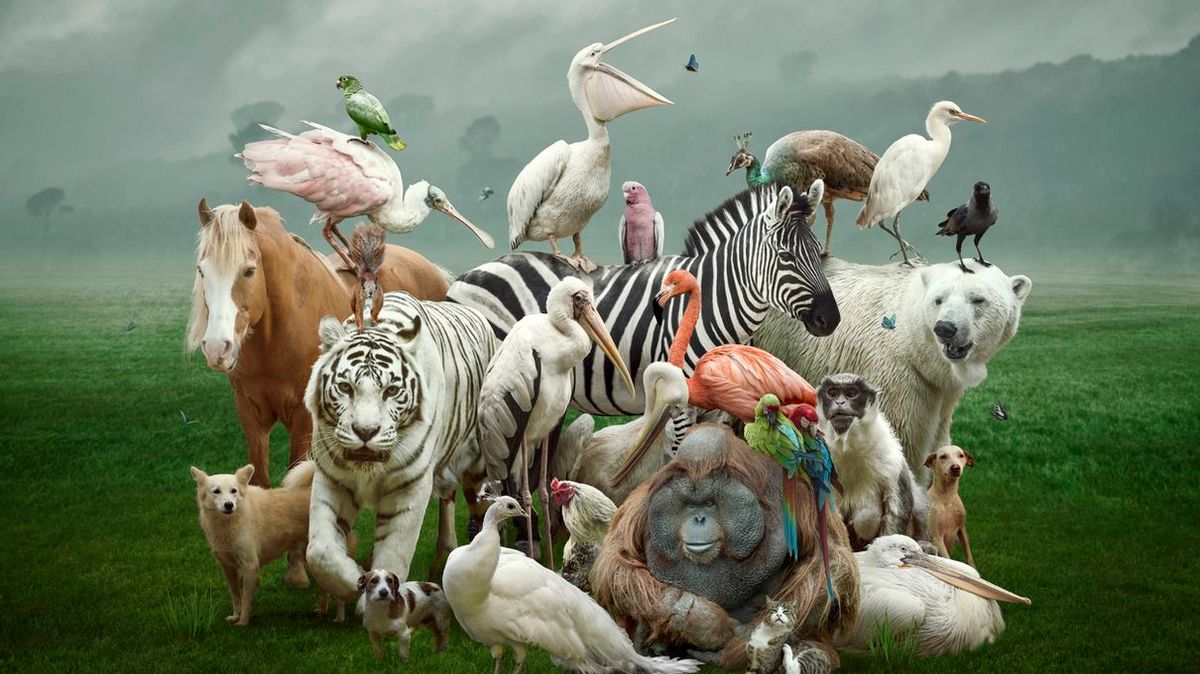 Are Your Spirit Animals Compatible? | HowStuffWorks