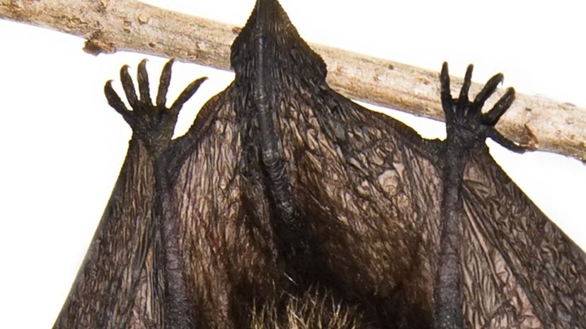 Can You Identify the Animal From Its Claws? | HowStuffWorks