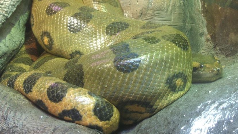 Can You Identify These Animals That Are Longer Than Humans? | HowStuffWorks