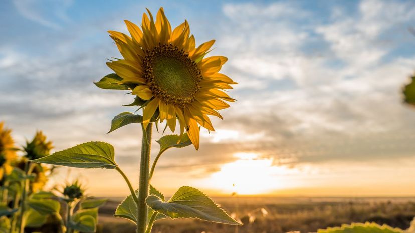 Can You Identify These 40 Common Plants in Five Minutes? | HowStuffWorks