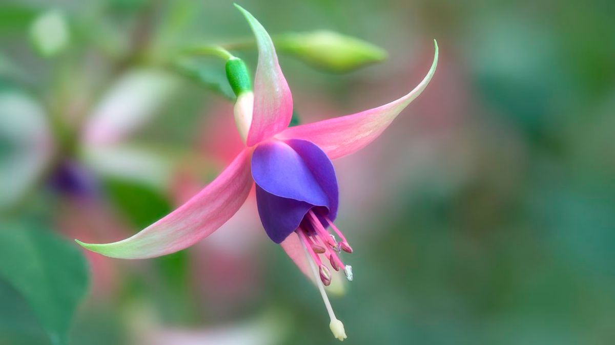 Can You Identify These 40 Common Plants in Five Minutes? | HowStuffWorks