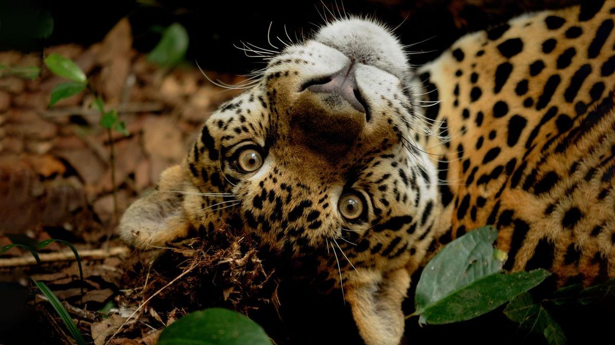 What Spirit Animal Speaks to Your Soul? | Zoo