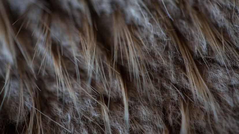 Can You Identify This Mammal From an Extreme Close-Up of Its Fur ...