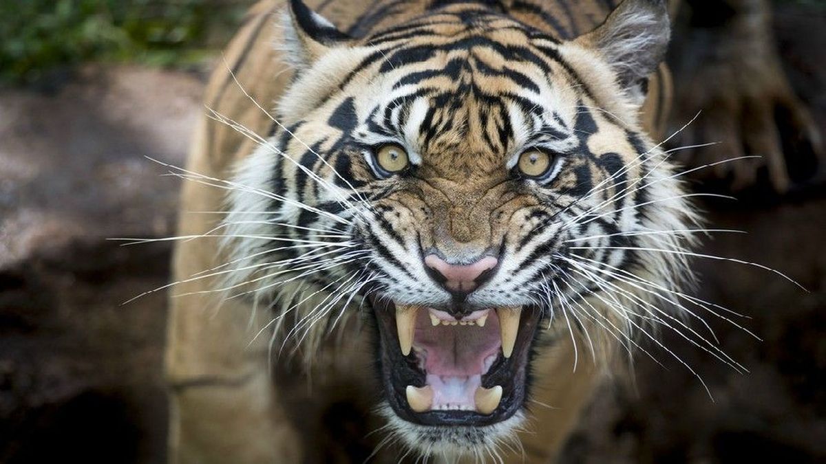 What's Your Power Animal? | HowStuffWorks