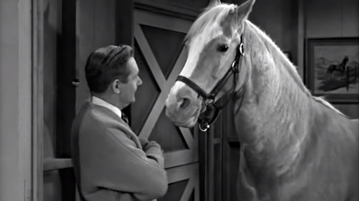 The famous Mister Ed Trivia Quiz | Zoo
